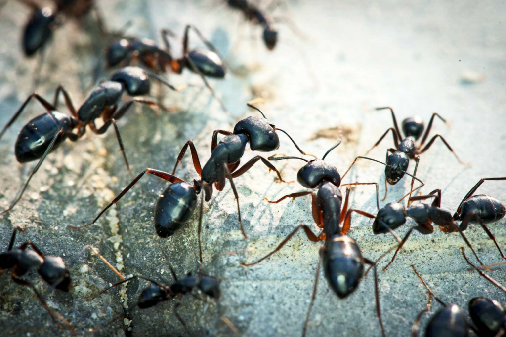 CondeHouse Japan - Worker Ant Theory