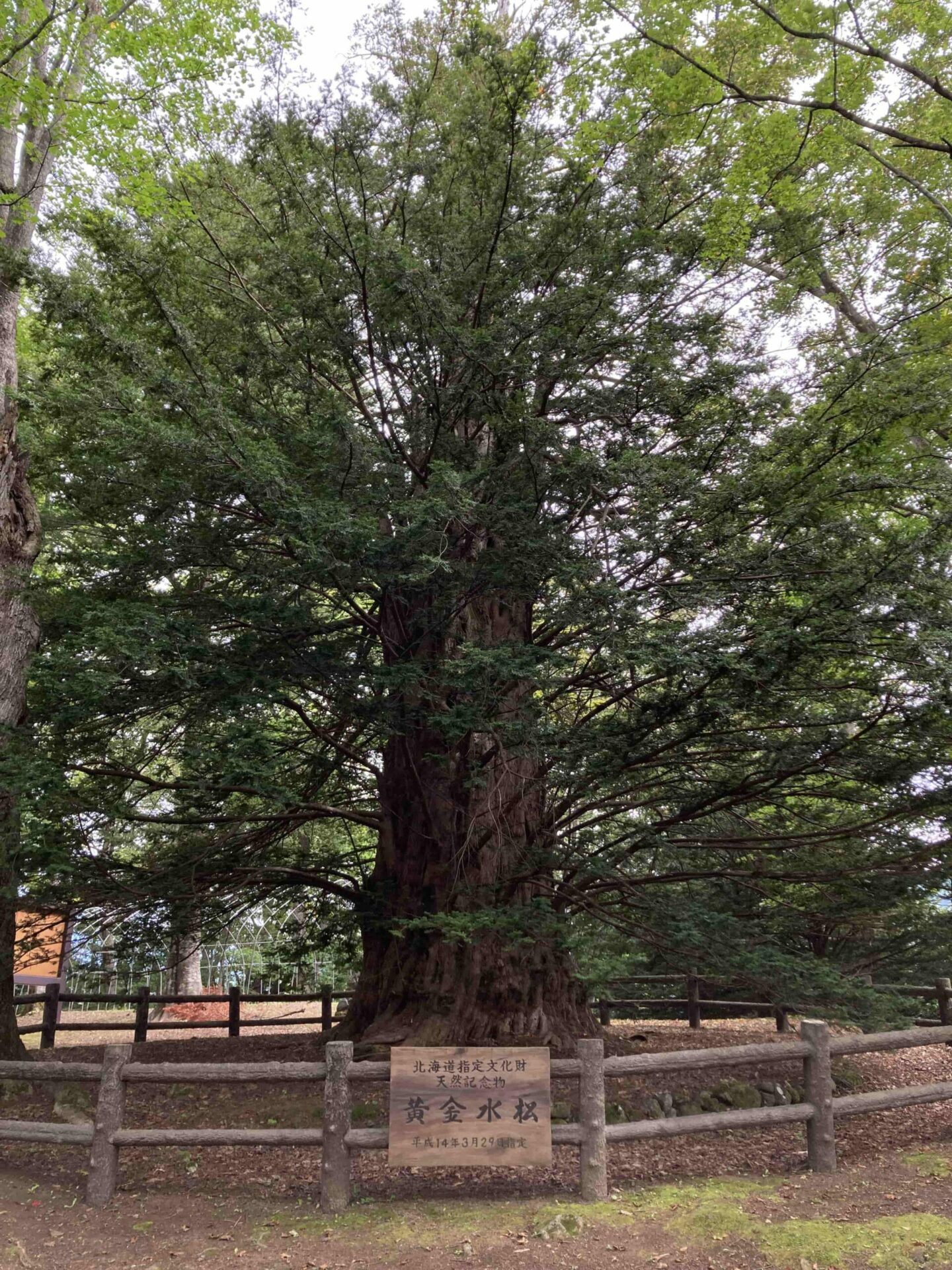 Giant Tree Hunt in Hokkaido #1