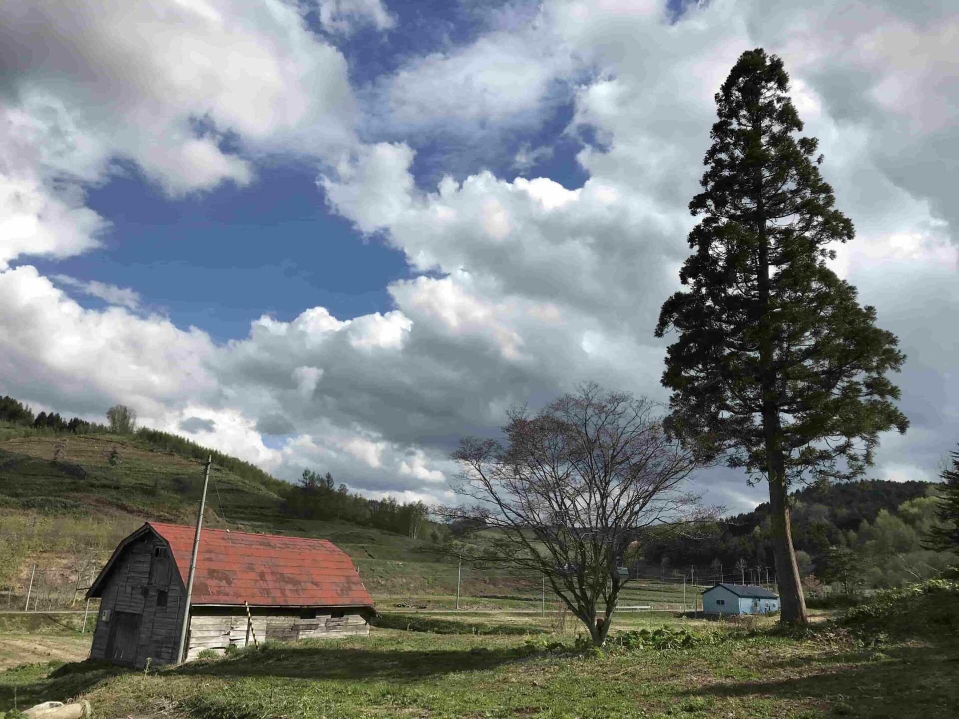 Giant Tree Hunt in Hokkaido #1