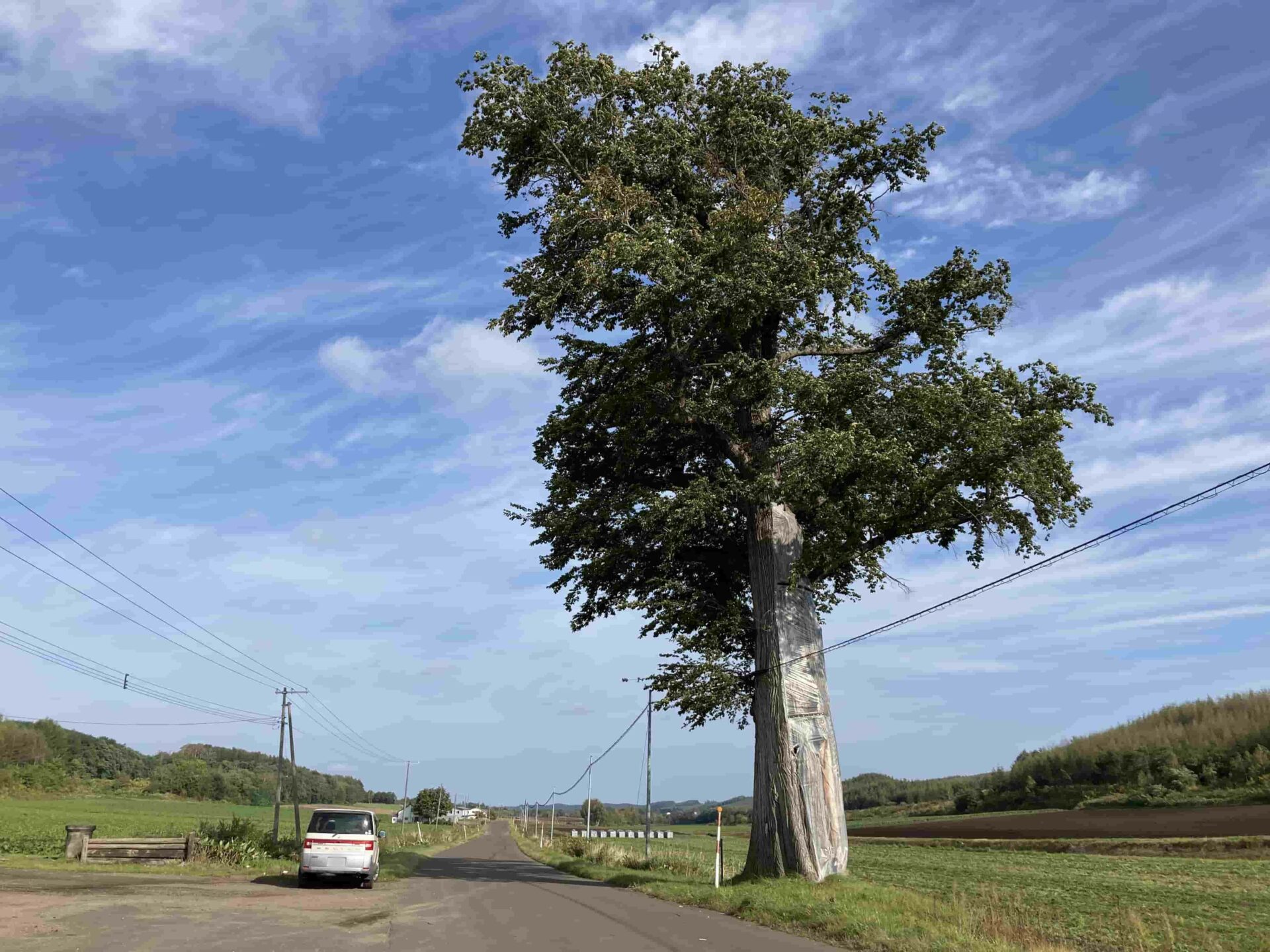 Giant Tree Hunt in Hokkaido #2
