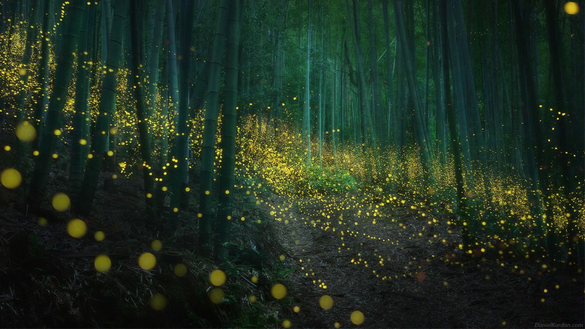 The light of fireflies is back in Hokkaido, Japan
